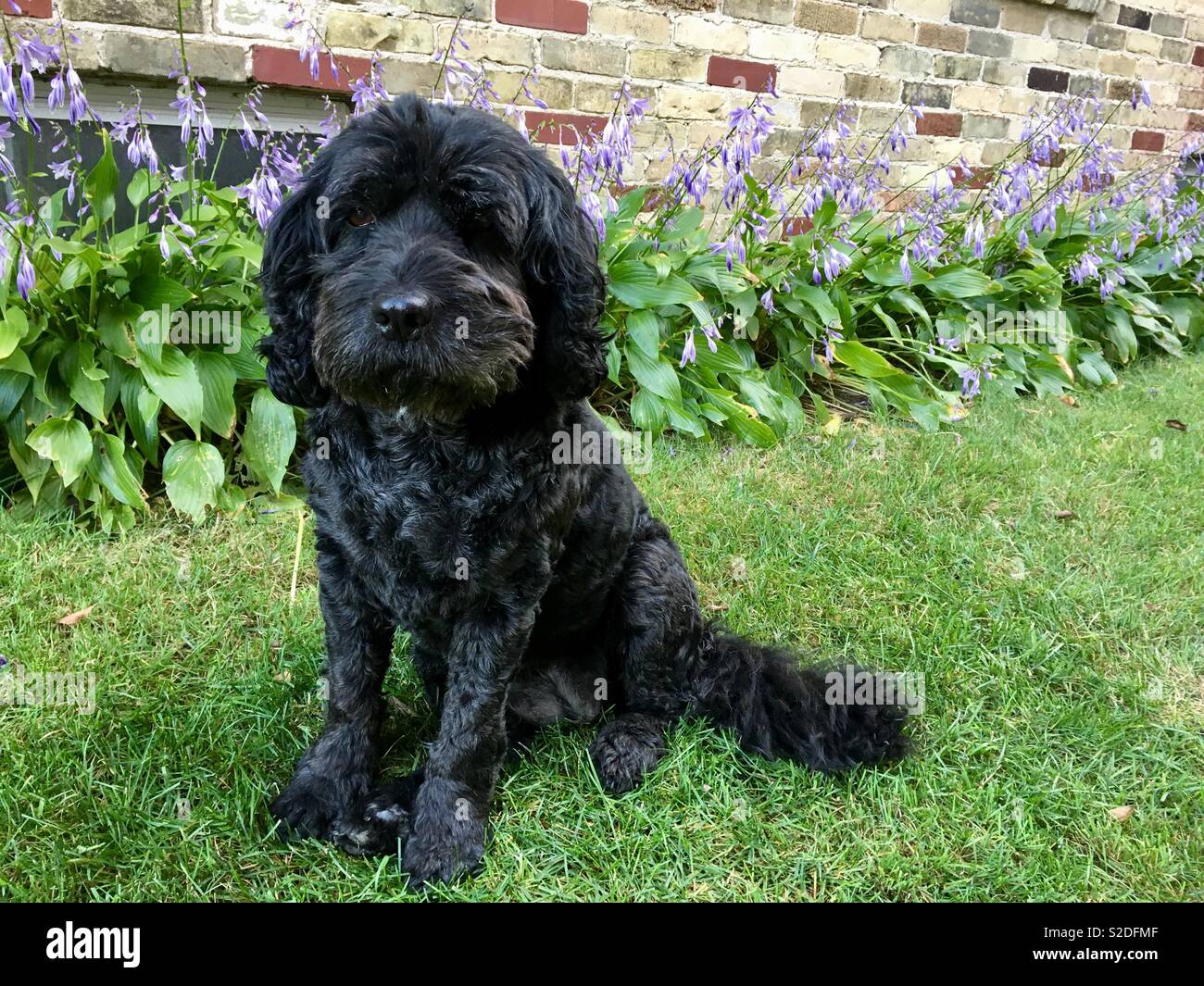 Black cockapoo hi-res stock photography and images - Alamy