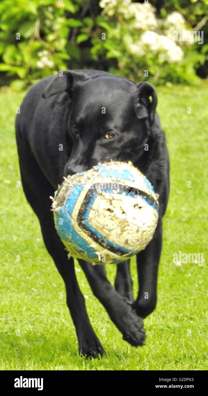 Labradors running hi-res stock photography and images - Alamy