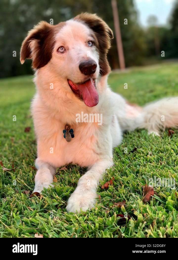Border Collie smiling Stock Photo - Alamy