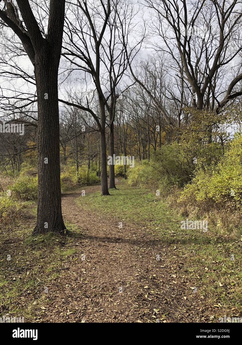 Trees No Leaves Stock Photos & Trees No Leaves Stock Images - Alamy