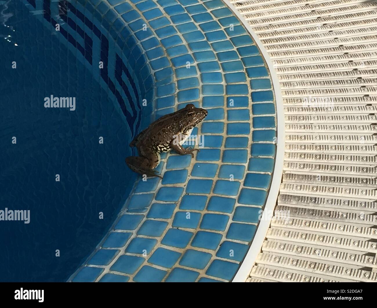 Swimming pool with frog hi-res stock photography and images - Alamy