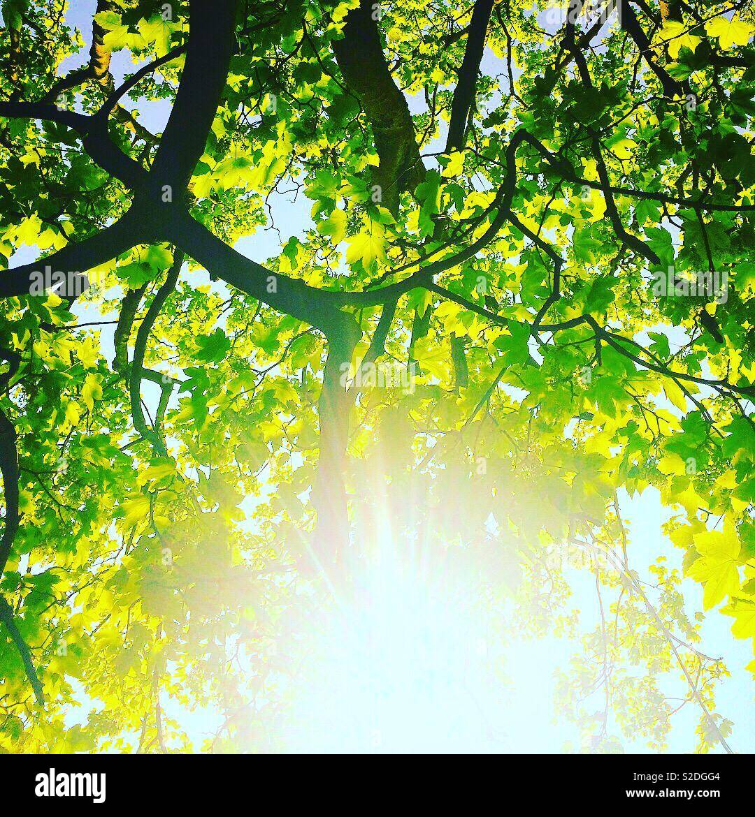Canopy of trees with sunlight Stock Photo - Alamy