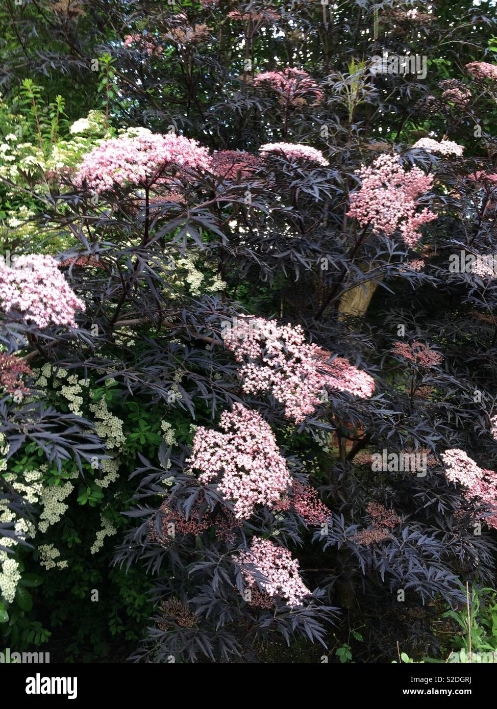 Sambuca hi-res stock photography and images - Alamy