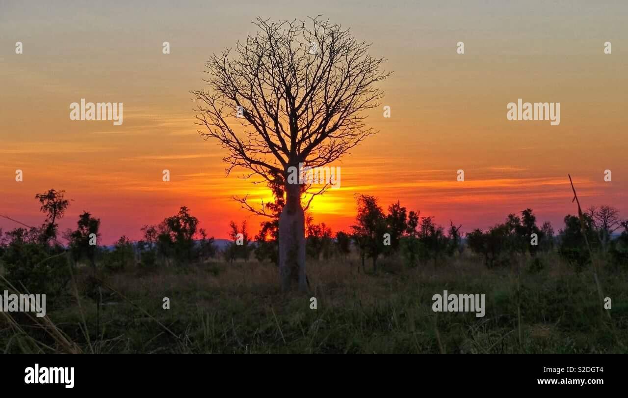 Boab tree sunrise kimberley western hi-res stock photography and images ...