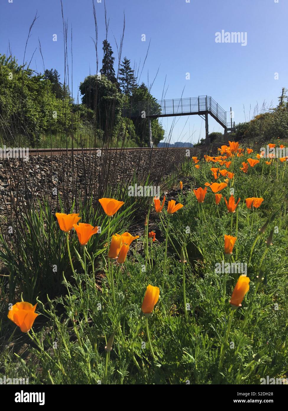 Railroad poppy land Stock Photo - Alamy