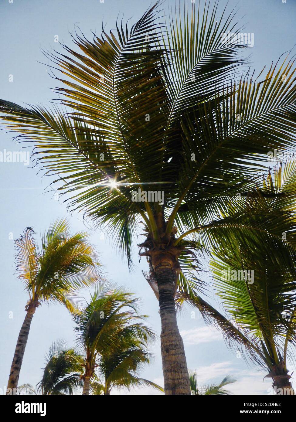 With the wind blowing through the palm trees hi-res stock photography ...
