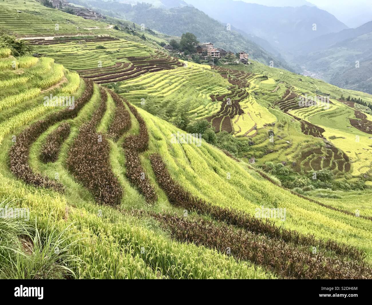 Guilin rice terraces hi-res stock photography and images - Alamy