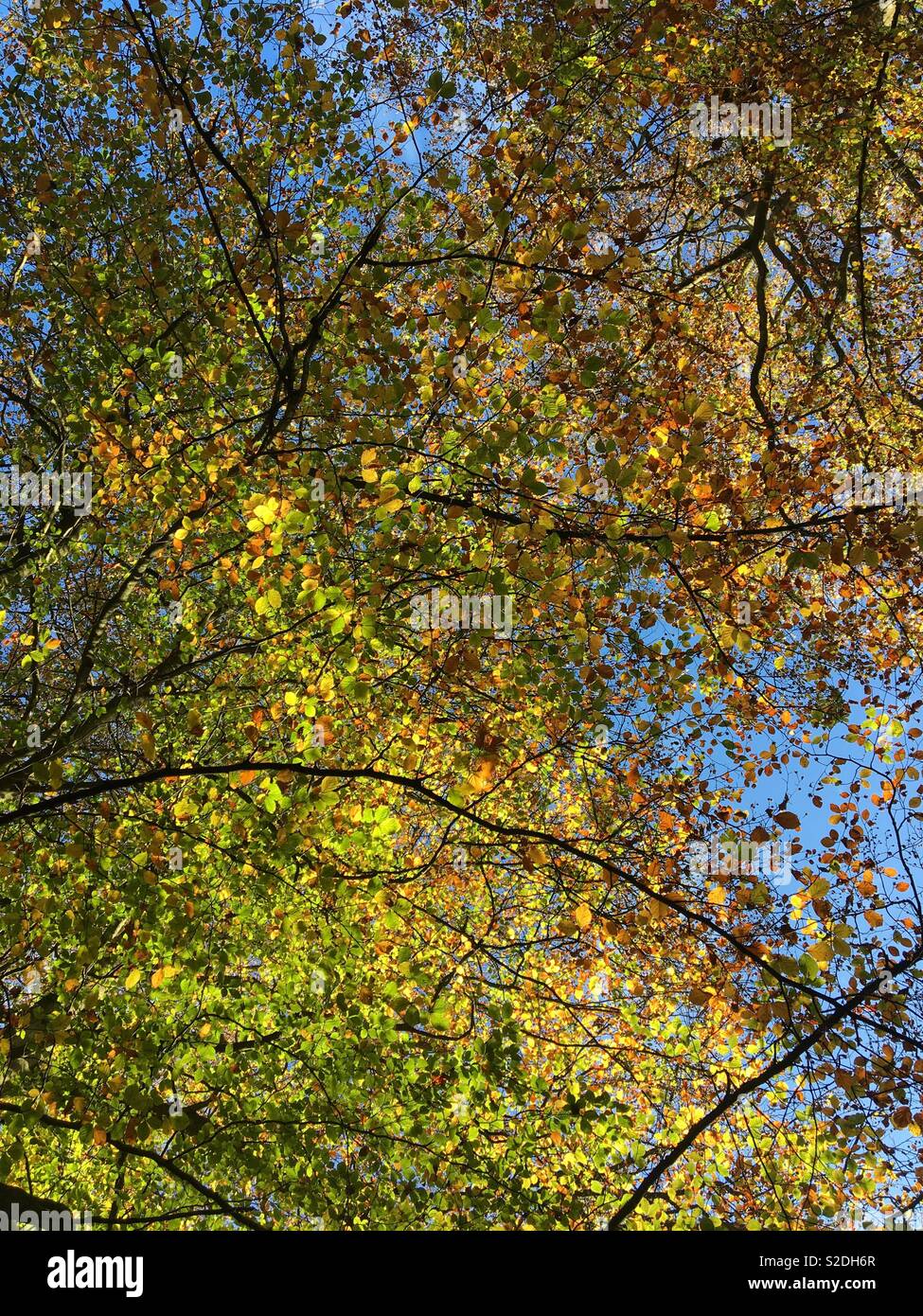 Leaves in sunshine hi-res stock photography and images - Alamy
