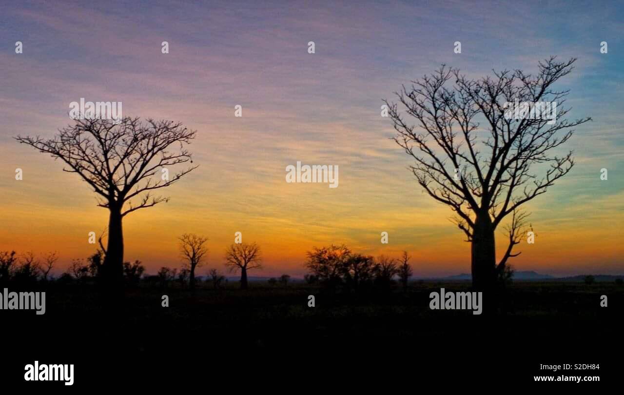 Boab tree sunrise kimberley western hi-res stock photography and images ...