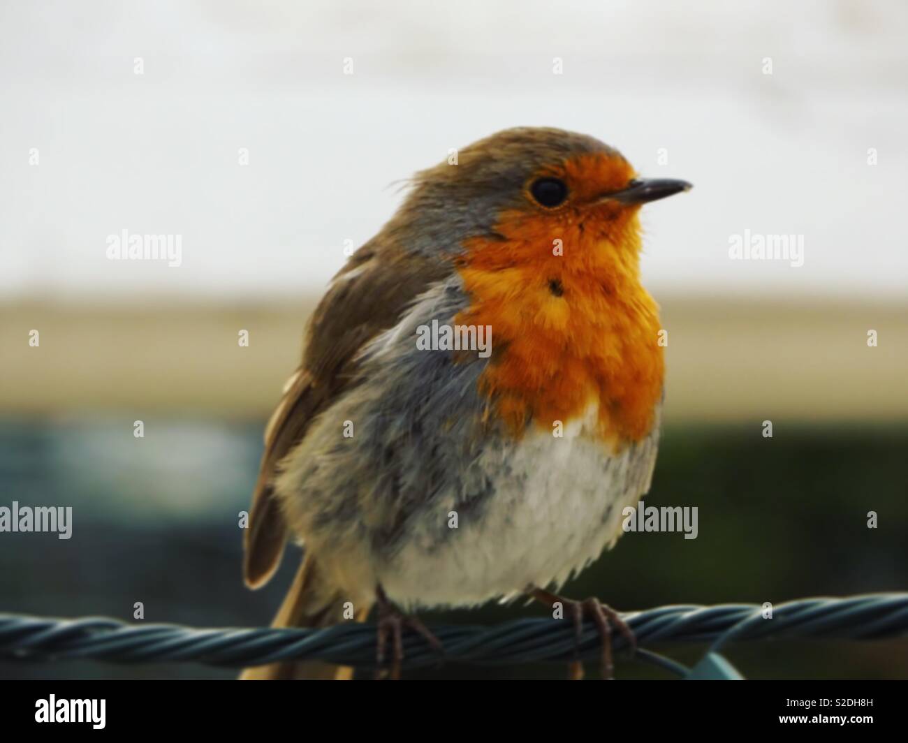 Robin spring 2018 hi-res stock photography and images - Alamy