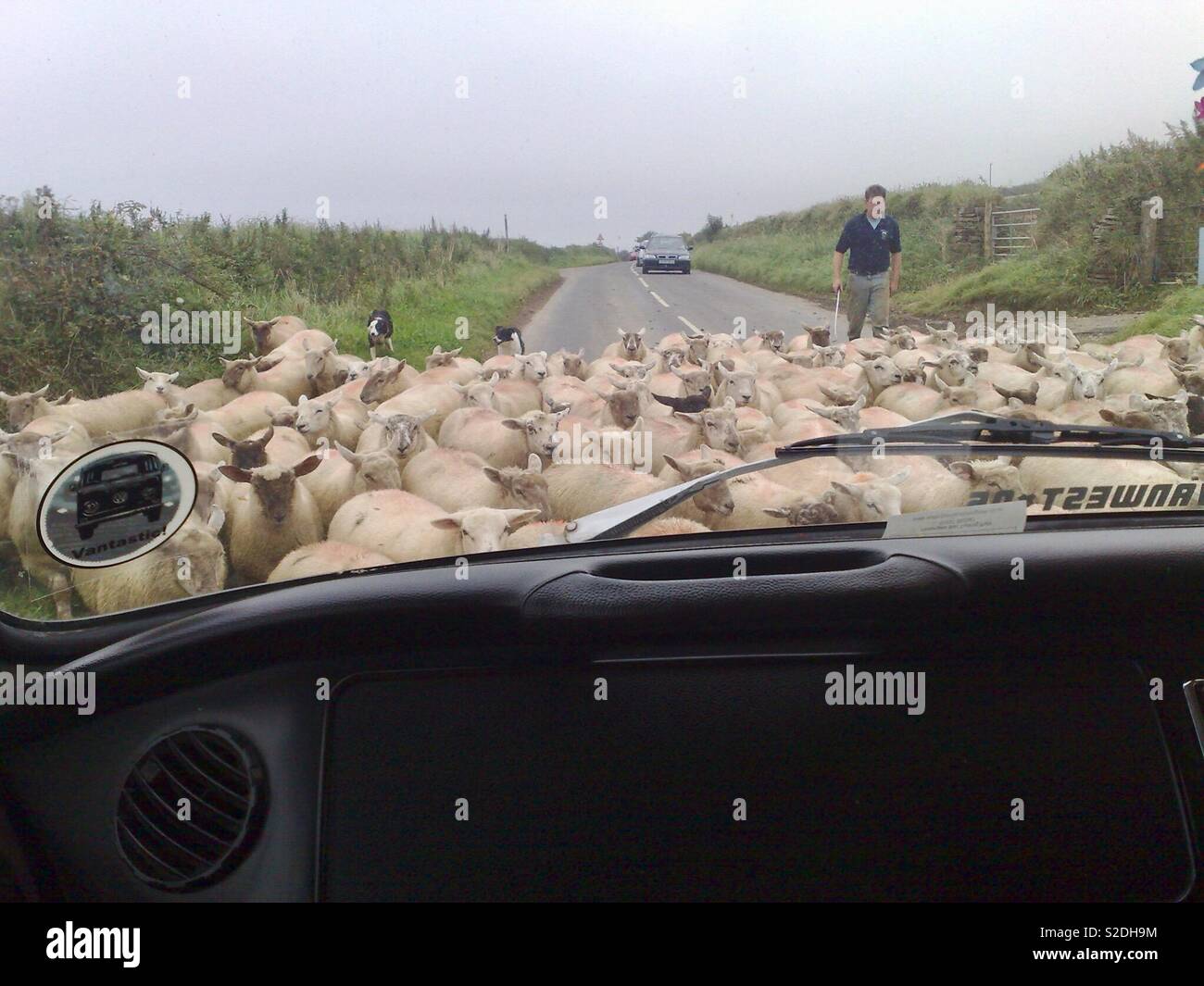 Sheep being driven up a Cornish road, passed our VW campervan, the ...