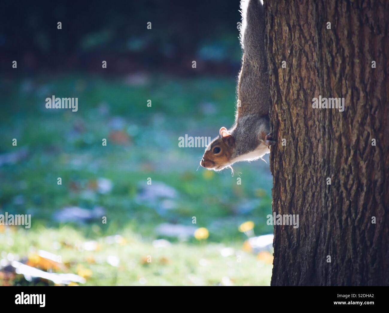 Cheeky animals hi-res stock photography and images - Alamy