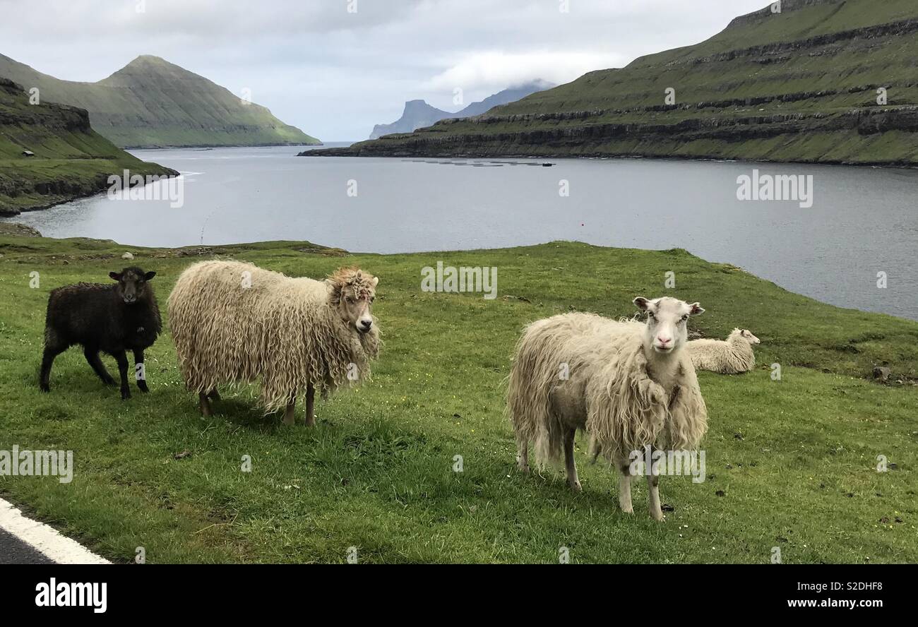 Faroe Islands Sheep Stock Photos & Faroe Islands Sheep Stock Images - Alamy