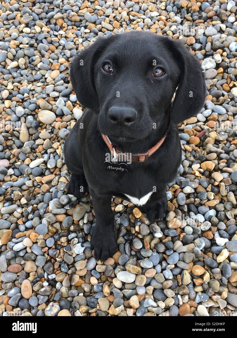 White-Chested Labrador Puppy Stock Photo - Alamy