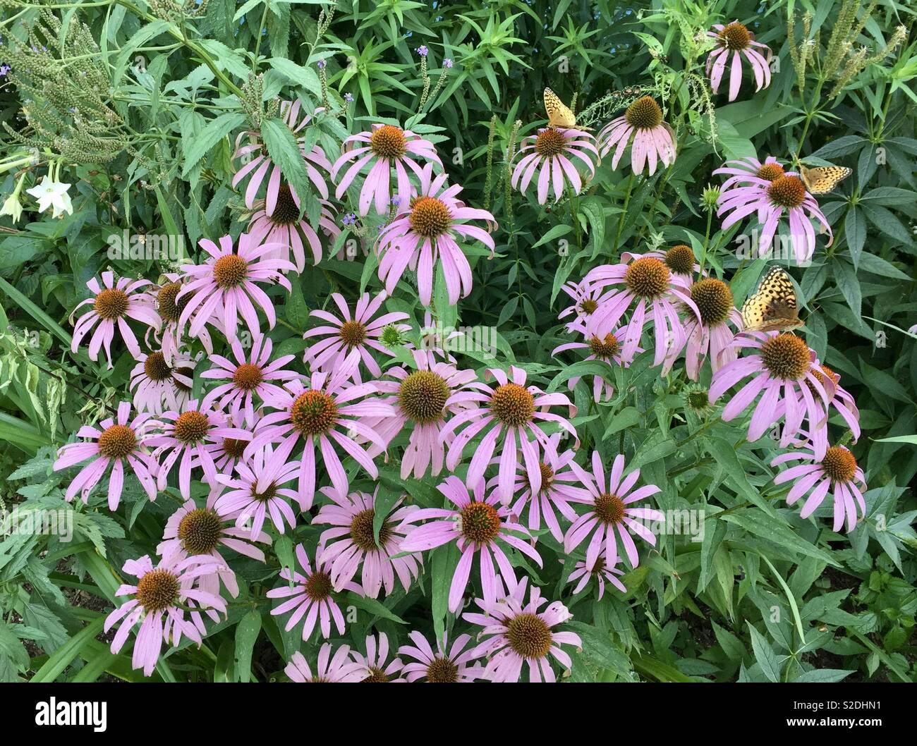 Heaven butterfly hi-res stock photography and images - Alamy