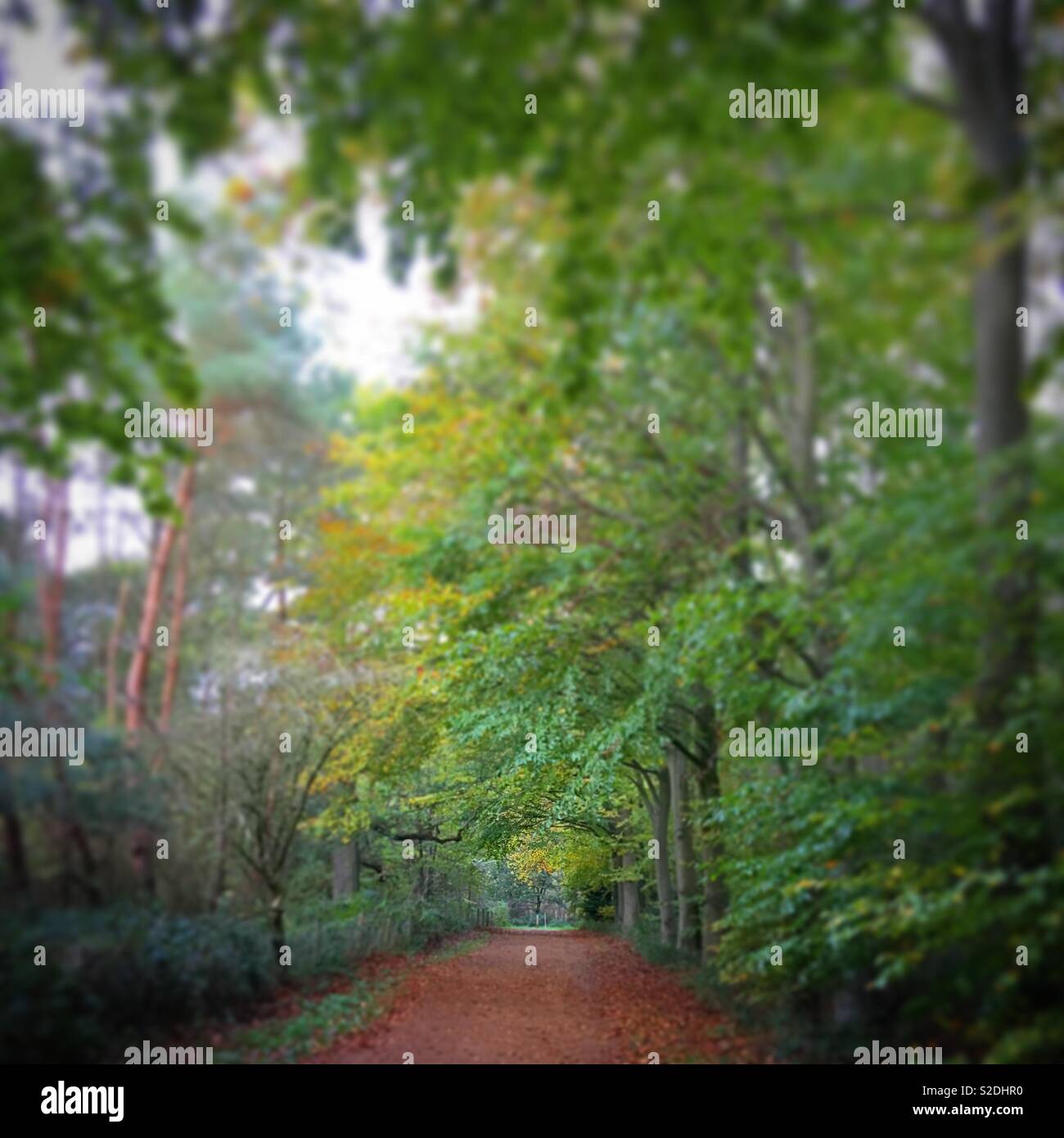 Path lined with trees with fall leaves hi-res stock photography and ...