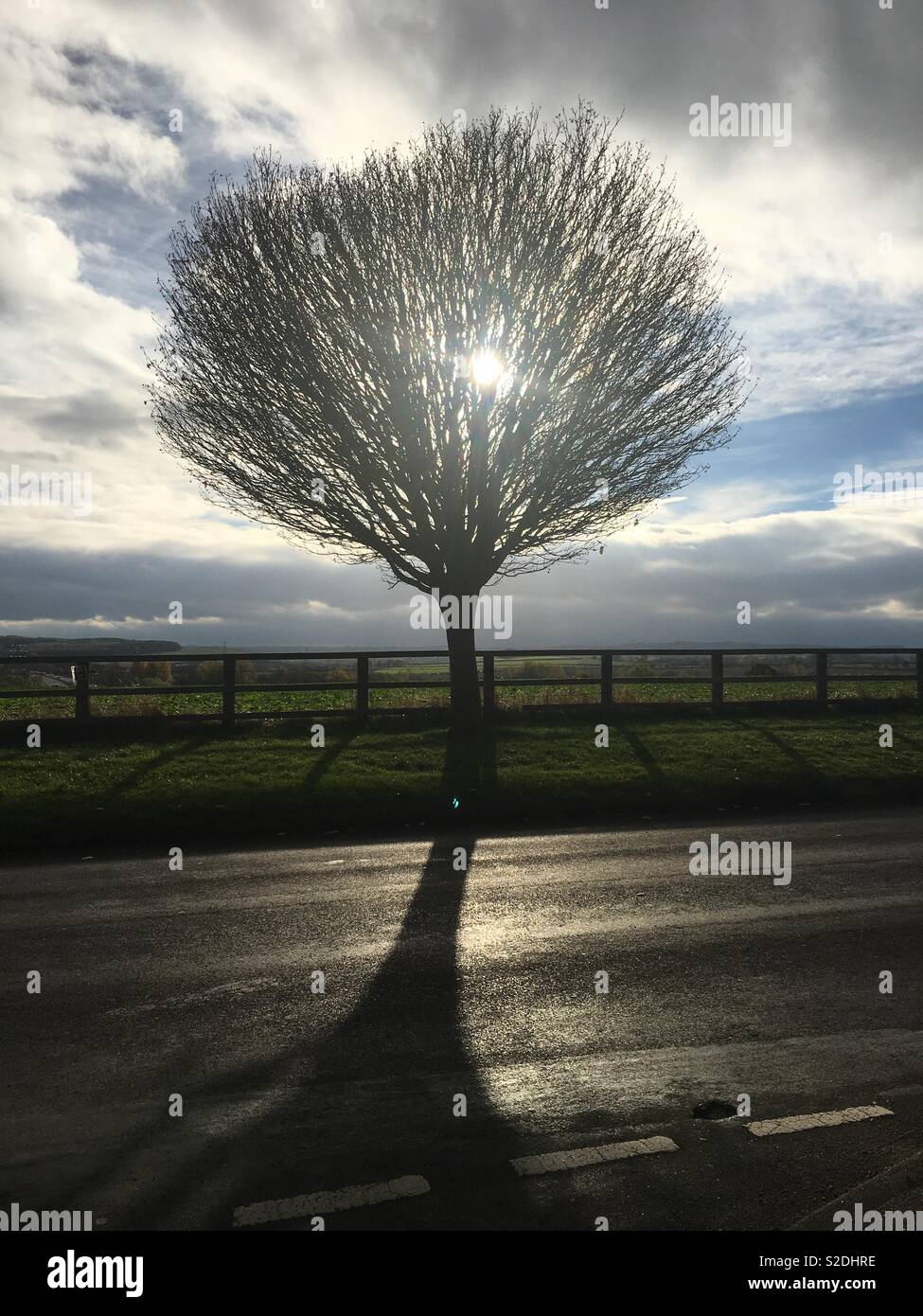 Tree blocking autumn sunshine Stock Photo - Alamy