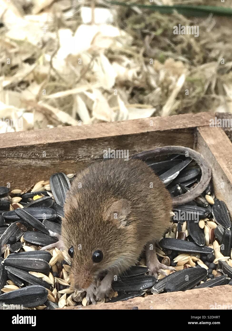 Mice field hi-res stock photography and images - Alamy
