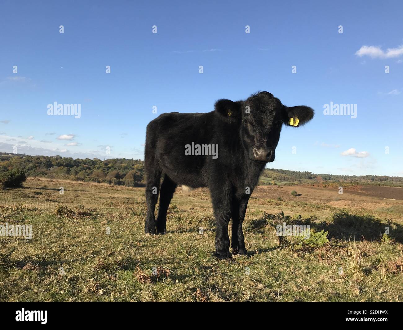 Calf heath hi-res stock photography and images - Alamy