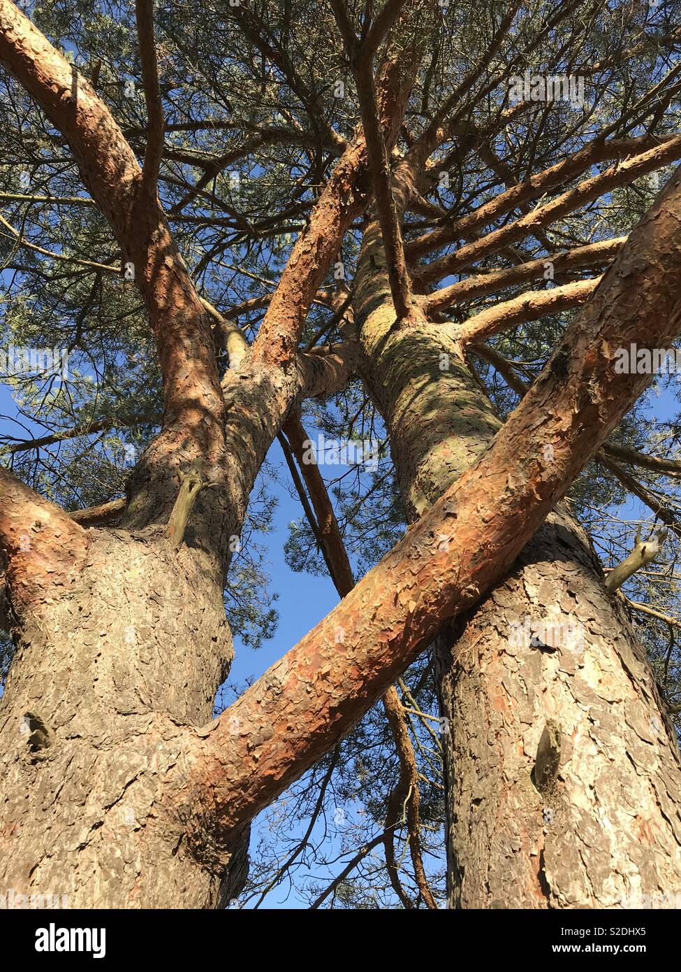 Tree trunk in sun Stock Photo - Alamy