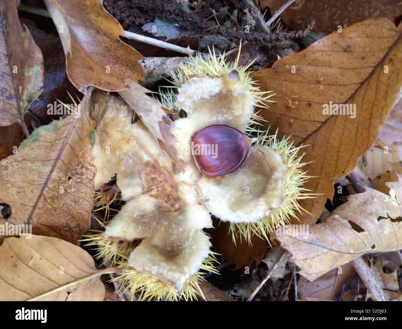 Chestnut Harvest High Resolution Stock Photography and Images - Alamy