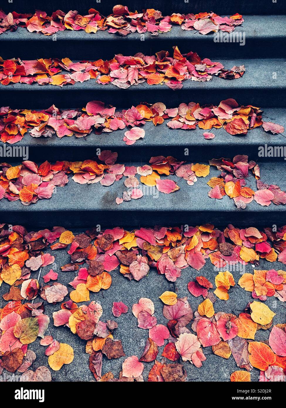 Fallen leaves on city steps Stock Photo - Alamy