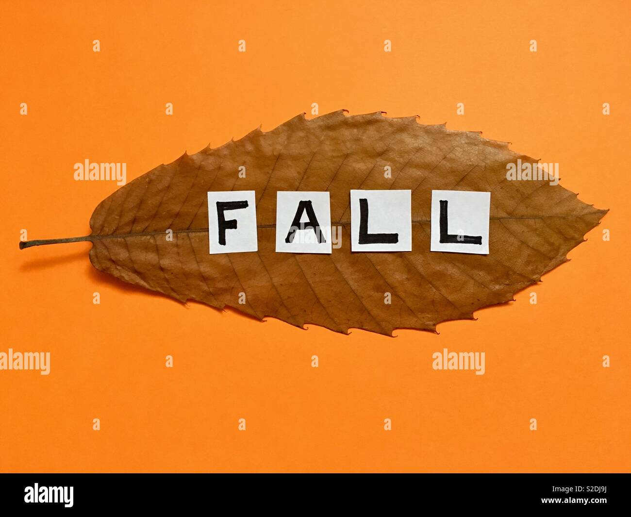 The word fall on a autumnal leaf Stock Photo - Alamy