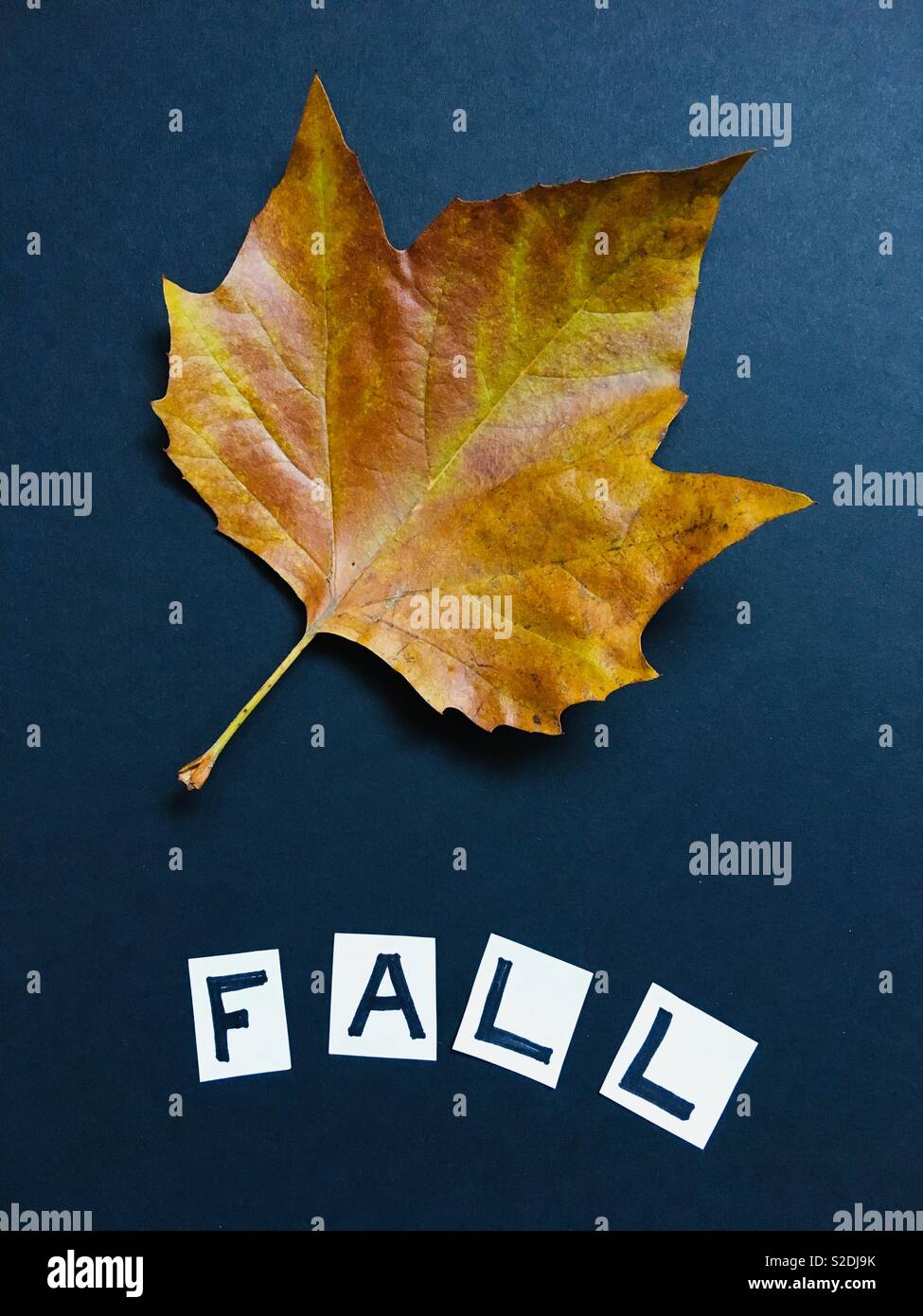 The word fall with an autumn leaf Stock Photo - Alamy