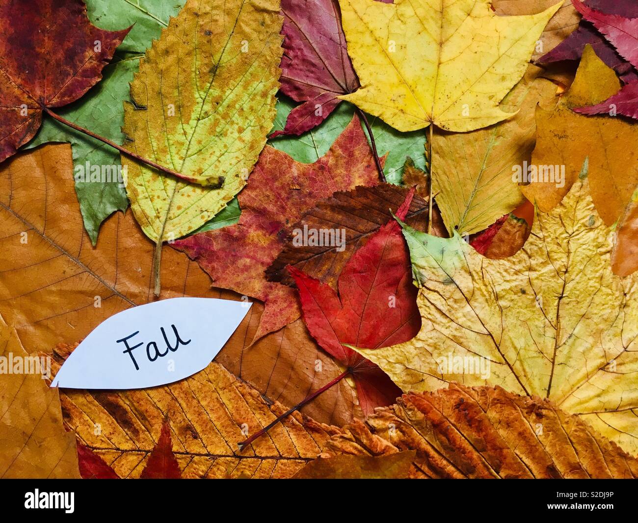 The word fall on a background of leaves Stock Photo - Alamy