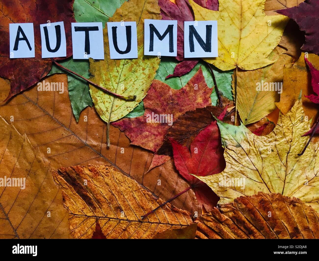 The word autumn on a background of leaves Stock Photo - Alamy