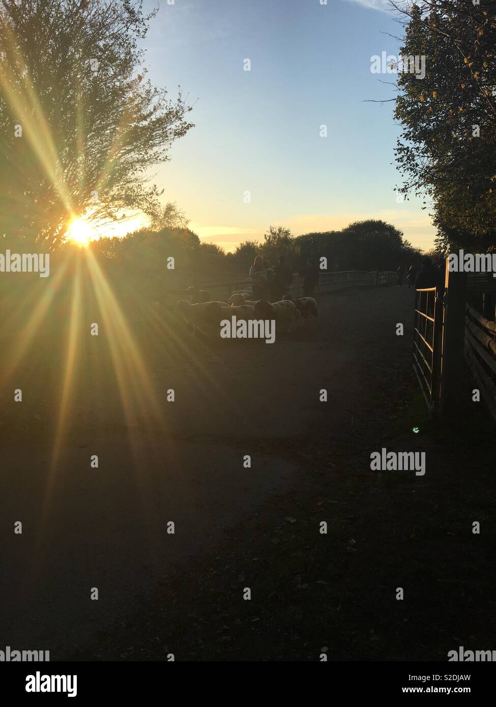 Sunset at Mudchute farm, London Stock Photo - Alamy