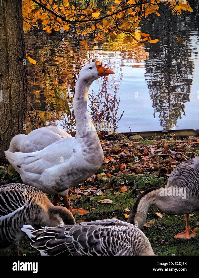 Autumn, group of geese Stock Photo - Alamy