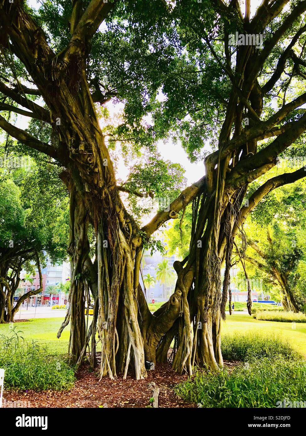 Hangmans tree hi-res stock photography and images - Alamy