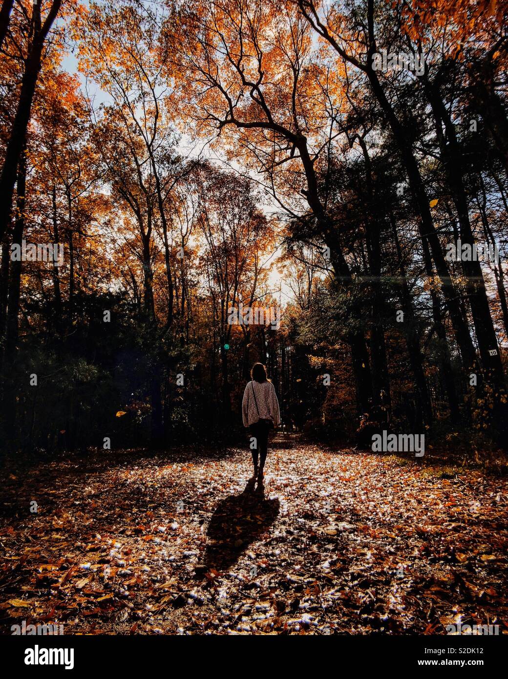 Walking fall hi-res stock photography and images - Alamy