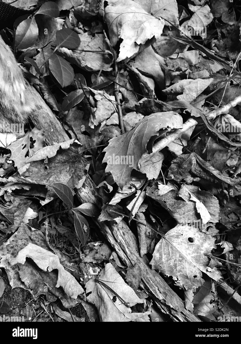 Dirt floor with leaves hi-res stock photography and images - Alamy