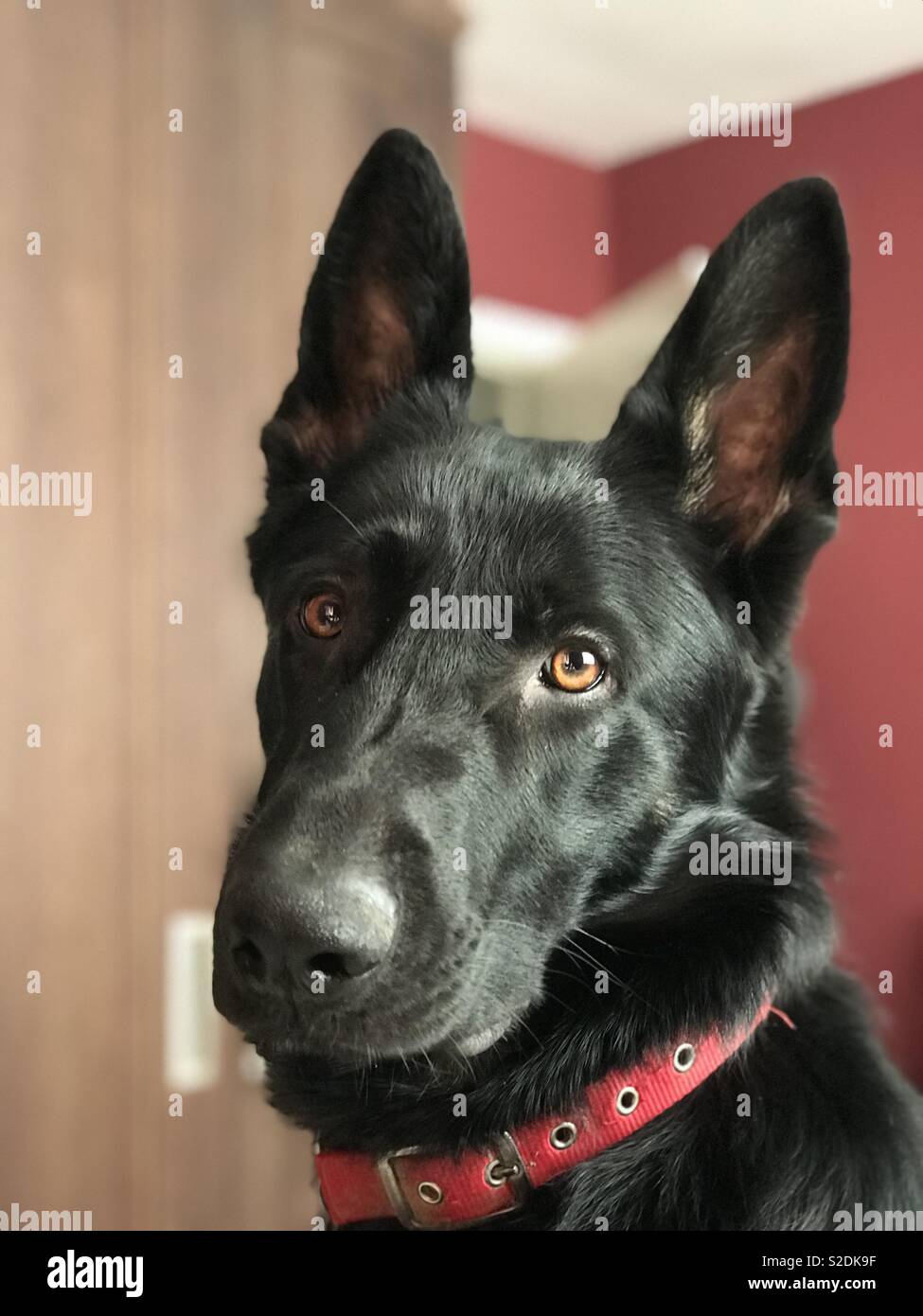 Handsome German Shepherd Alsatian Stock Photo - Alamy