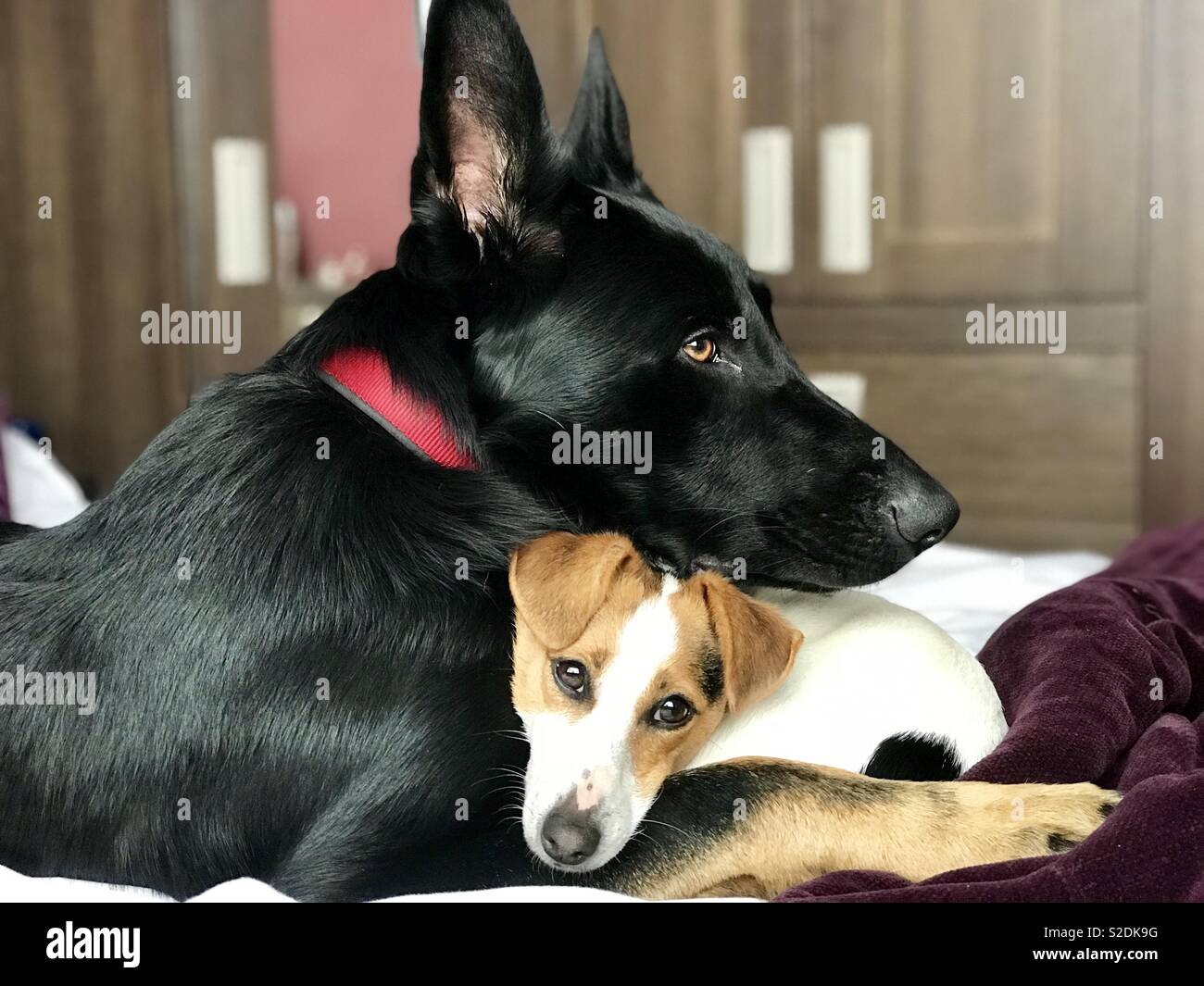 Alsation dog hi-res stock photography and images - Alamy