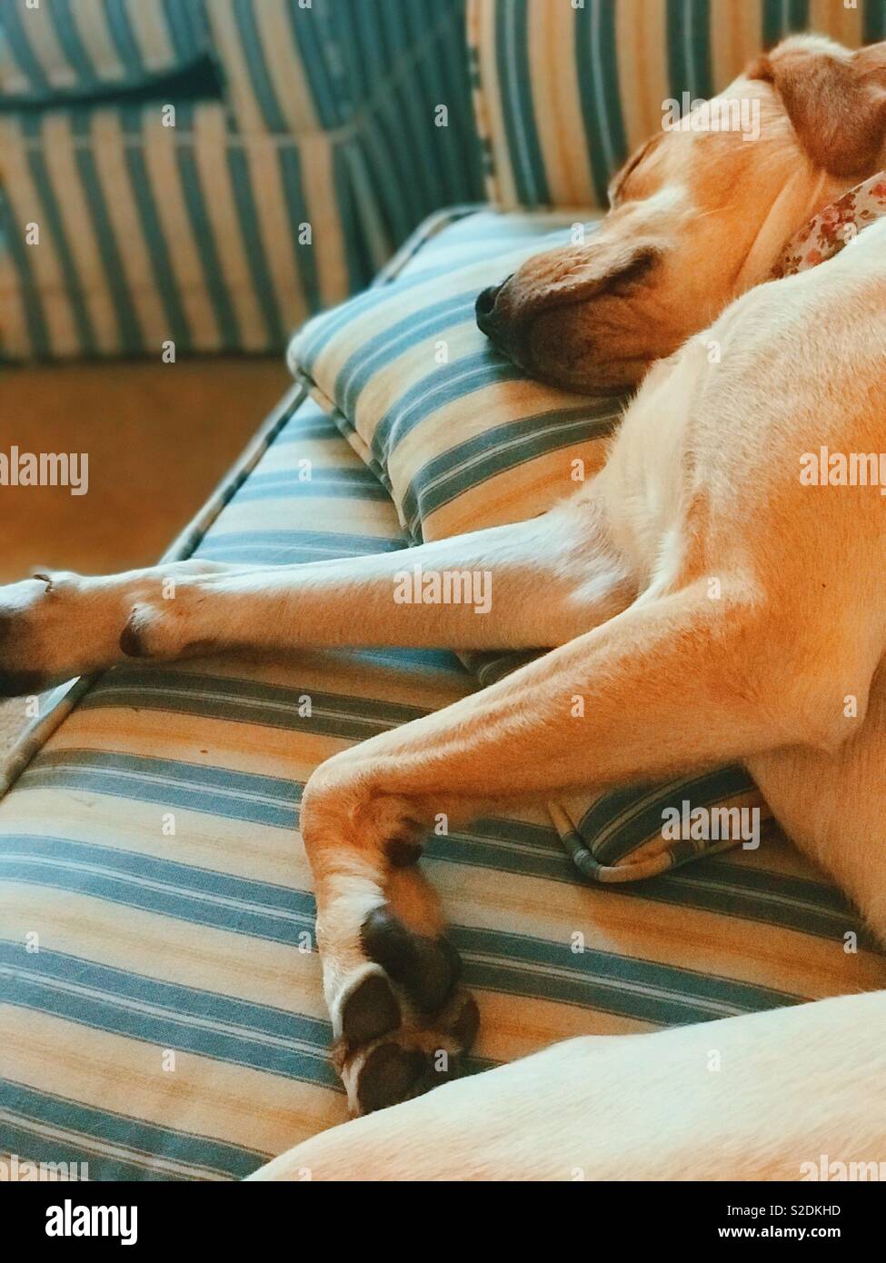 Naps High Resolution Stock Photography and Images - Alamy