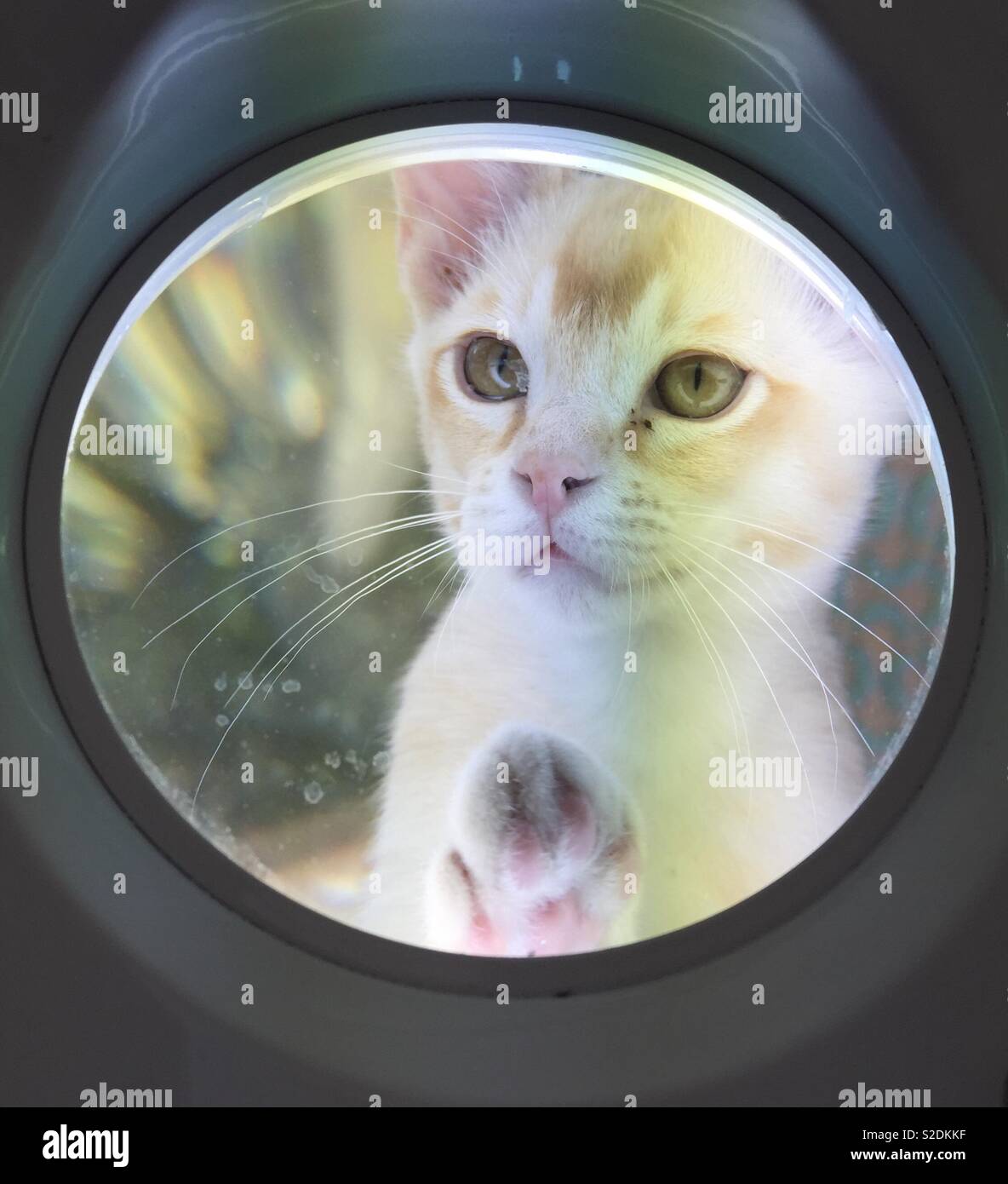 Astronaut cat hi-res stock photography and images - Alamy