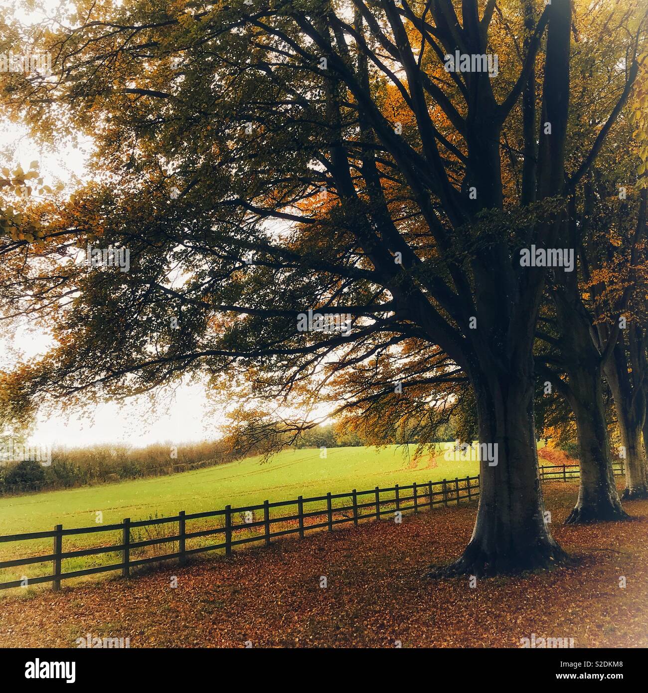 Soft and soft trees hi-res stock photography and images - Alamy