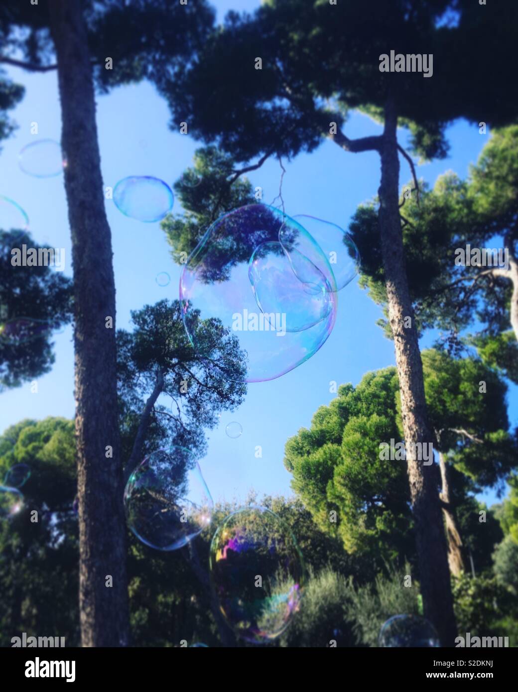 Bubble tree hi-res stock photography and images - Alamy