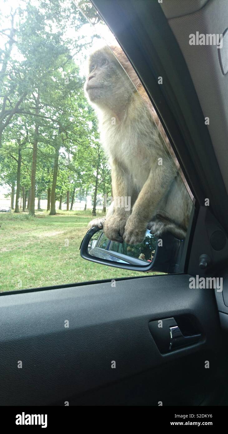 Monkey sitting on car side mirror Stock Photo - Alamy