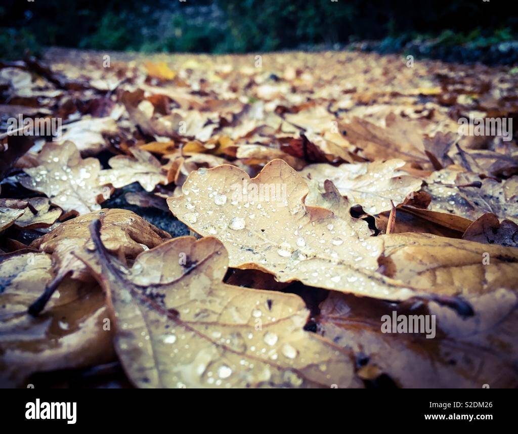 Autumn leaves on the floor Stock Photo - Alamy