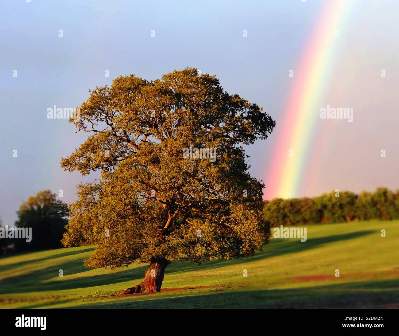 Mighty oak hi-res stock photography and images - Alamy