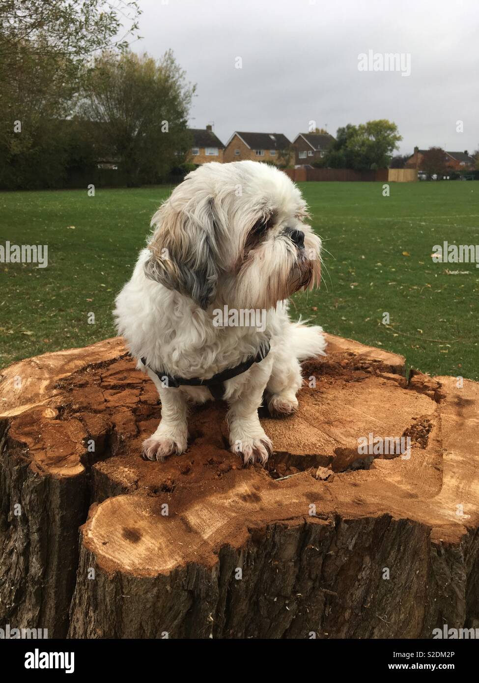 Dog on a stump Stock Photo - Alamy