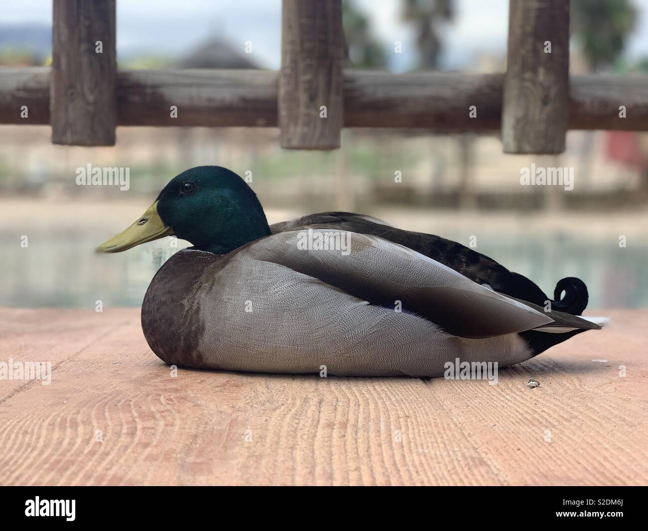 Resting Duck High Resolution Stock Photography and Images - Alamy