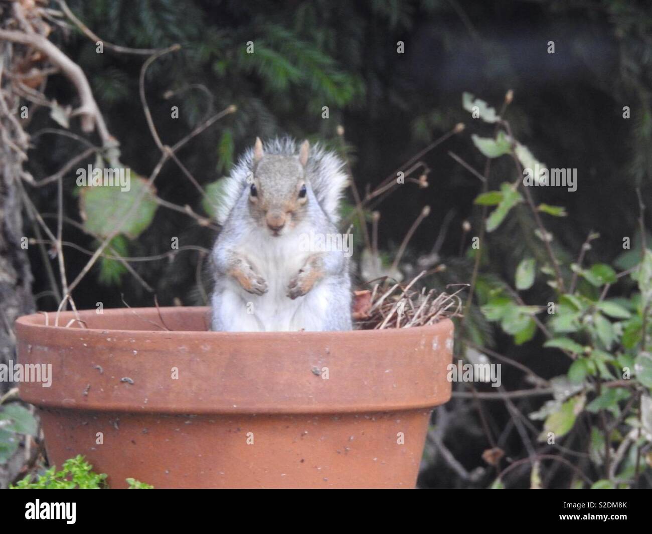 Squirrels in garden hi-res stock photography and images - Alamy