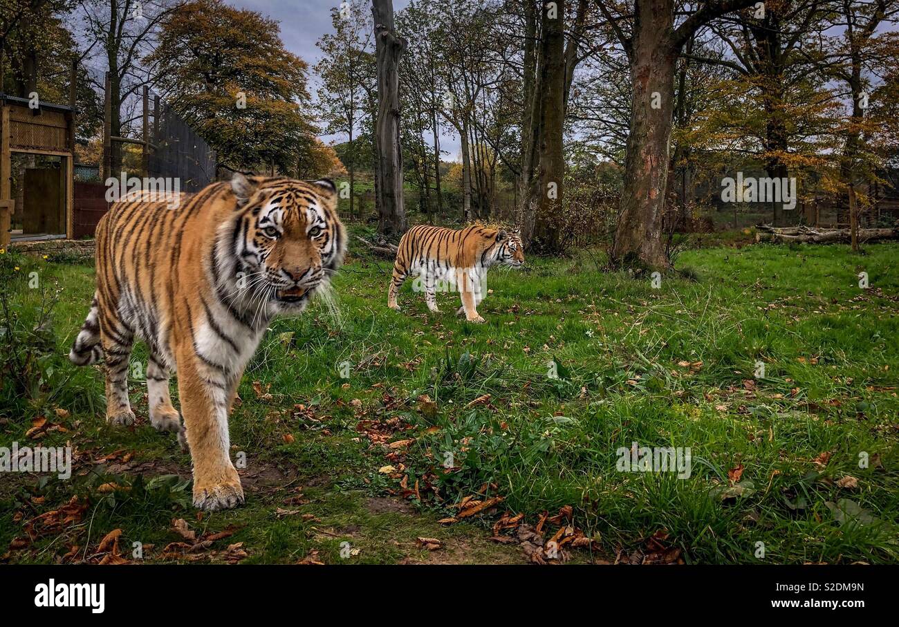 Tigers in enclosure hi-res stock photography and images - Alamy