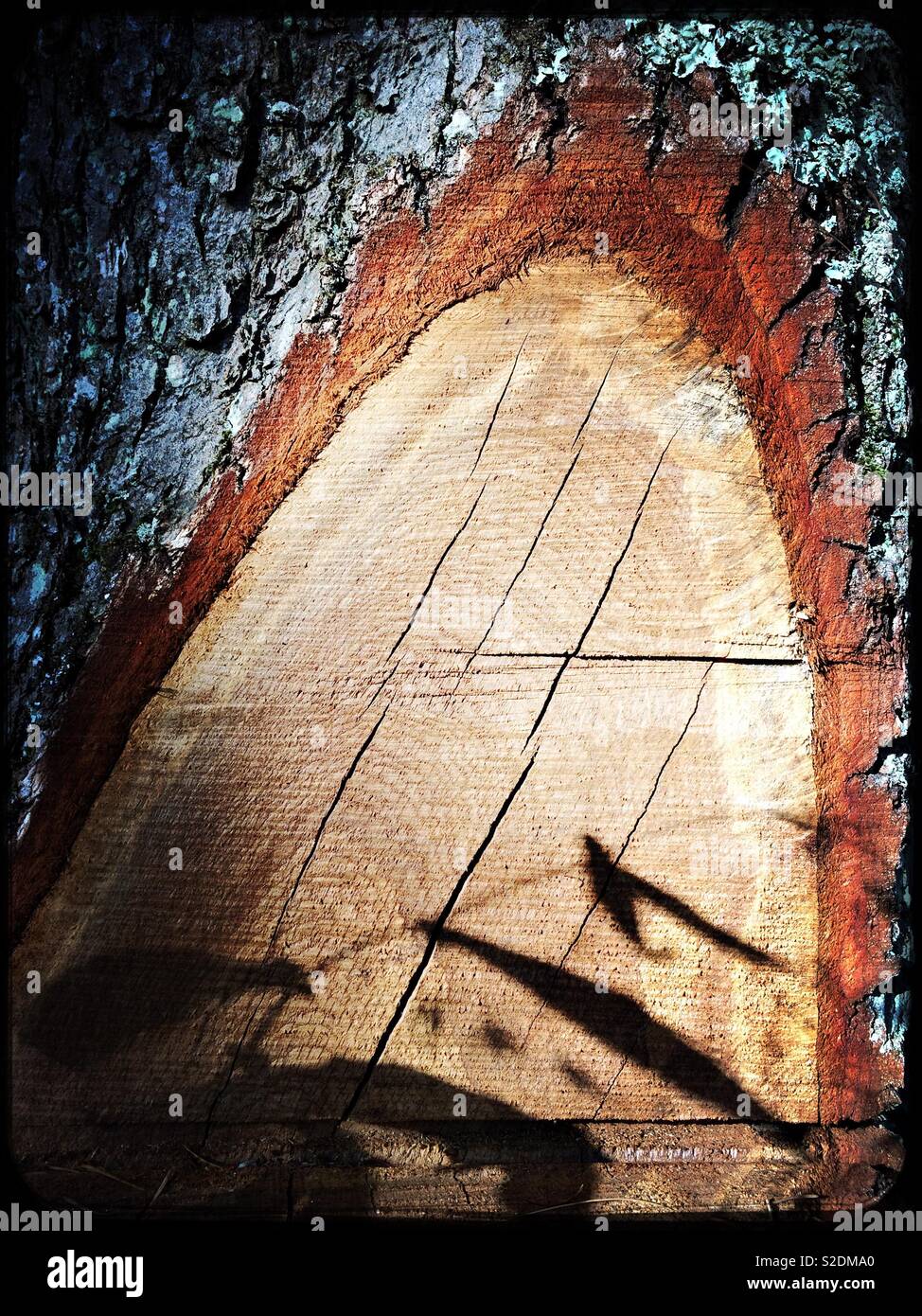 Shade on the bark of a tree Stock Photo - Alamy