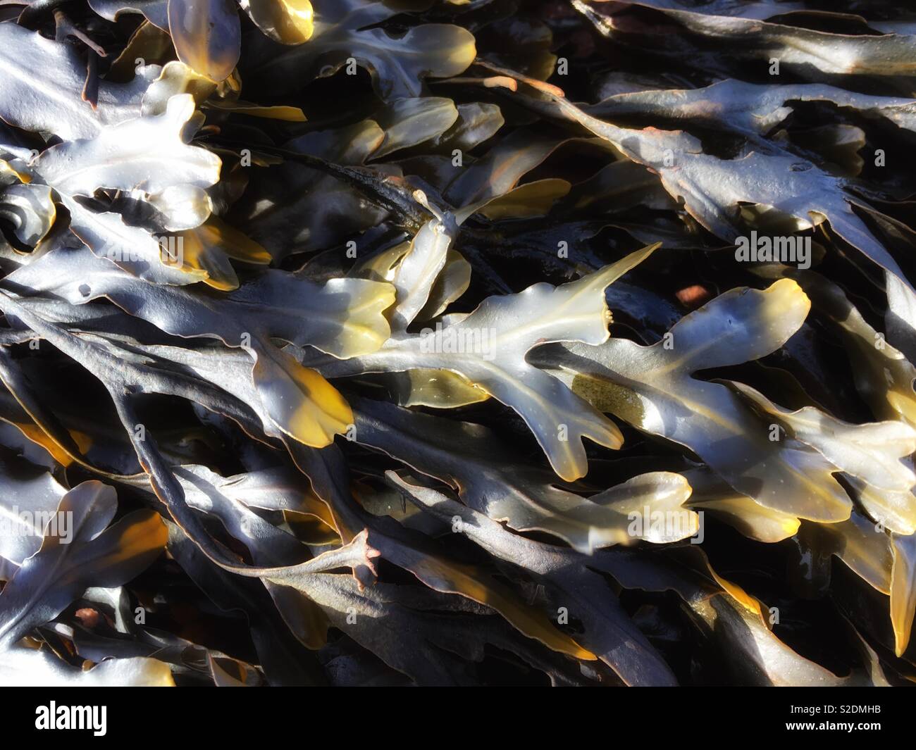 Seaweed close up hi-res stock photography and images - Alamy
